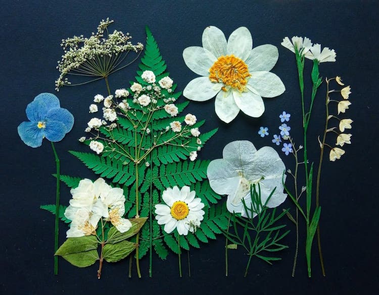 Beyond Bouquets: Turning Pressed Flowers Into One-of-a-Kind Art– My ...